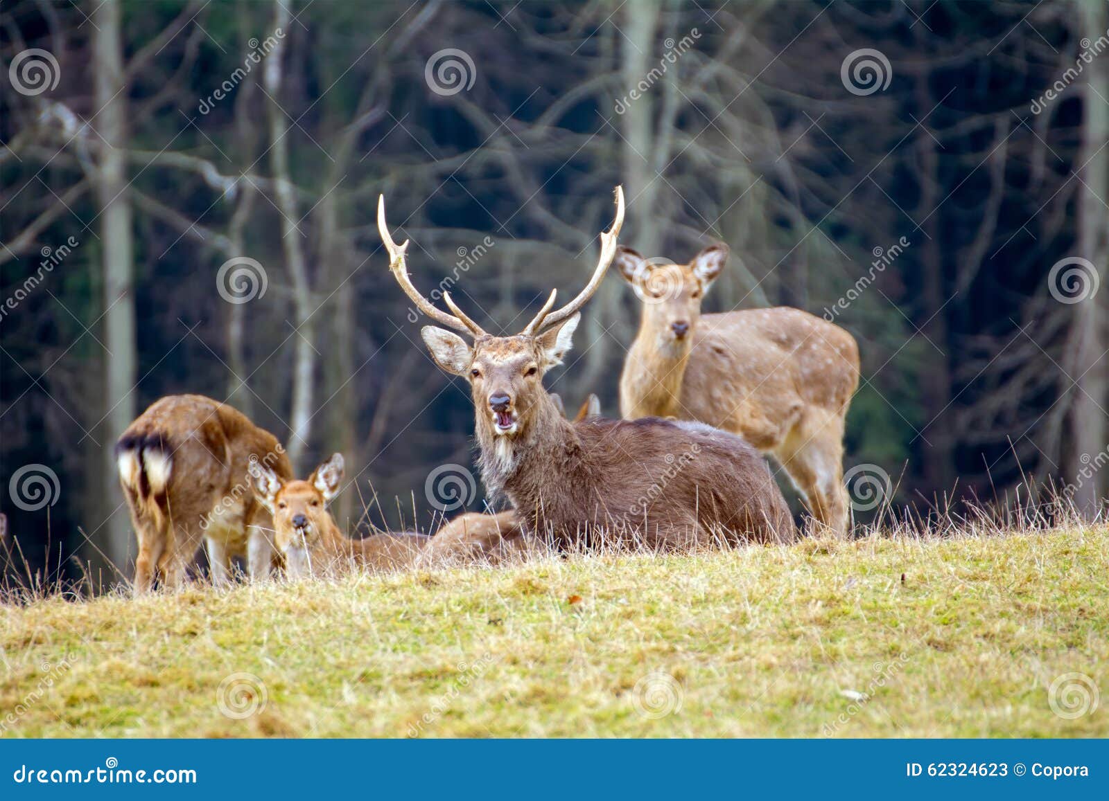Deer standing in a meadow stock image. Image of mammal - 62324623