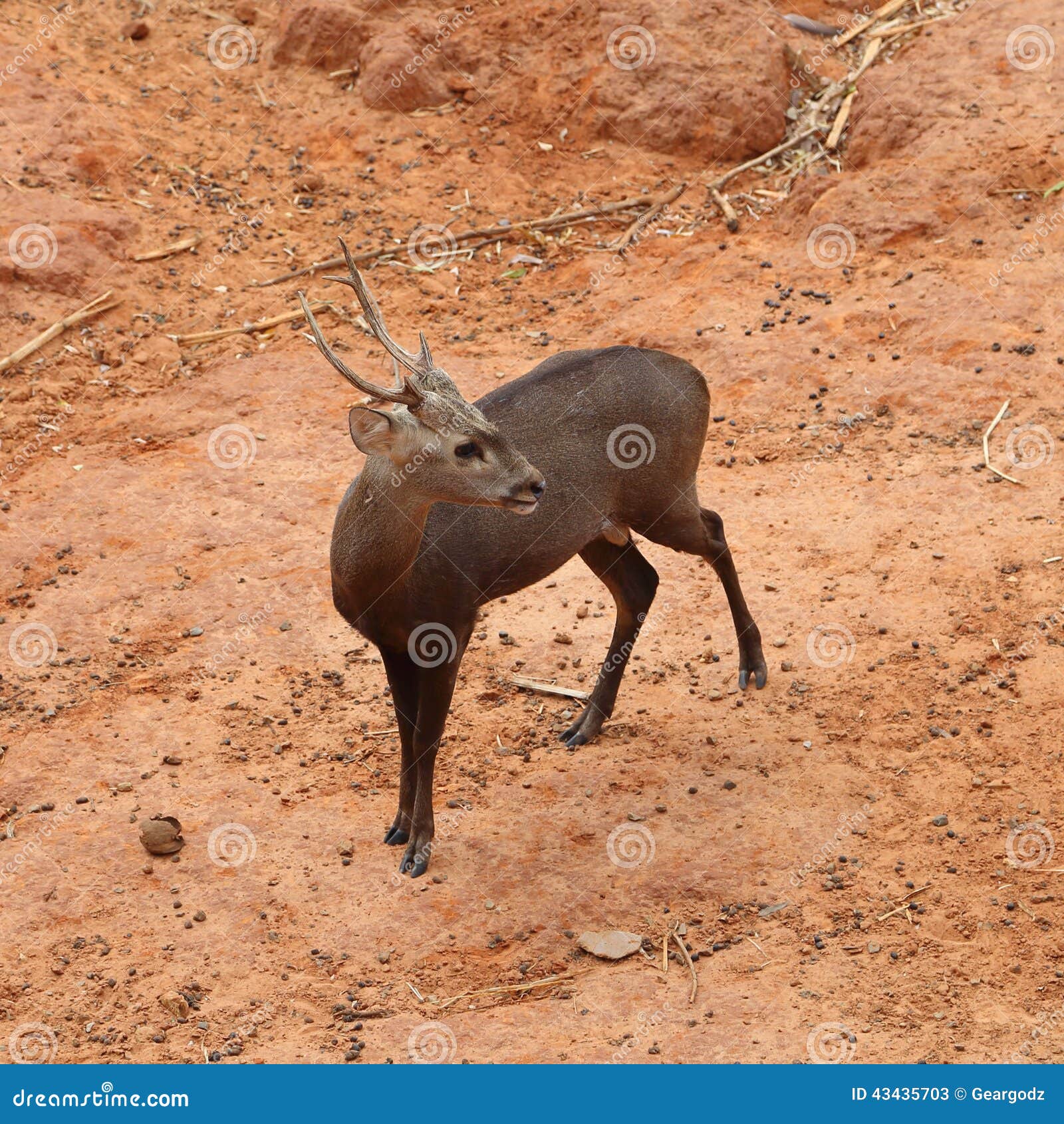 Deer standing stock image. Image of sand, tail, summer - 43435703