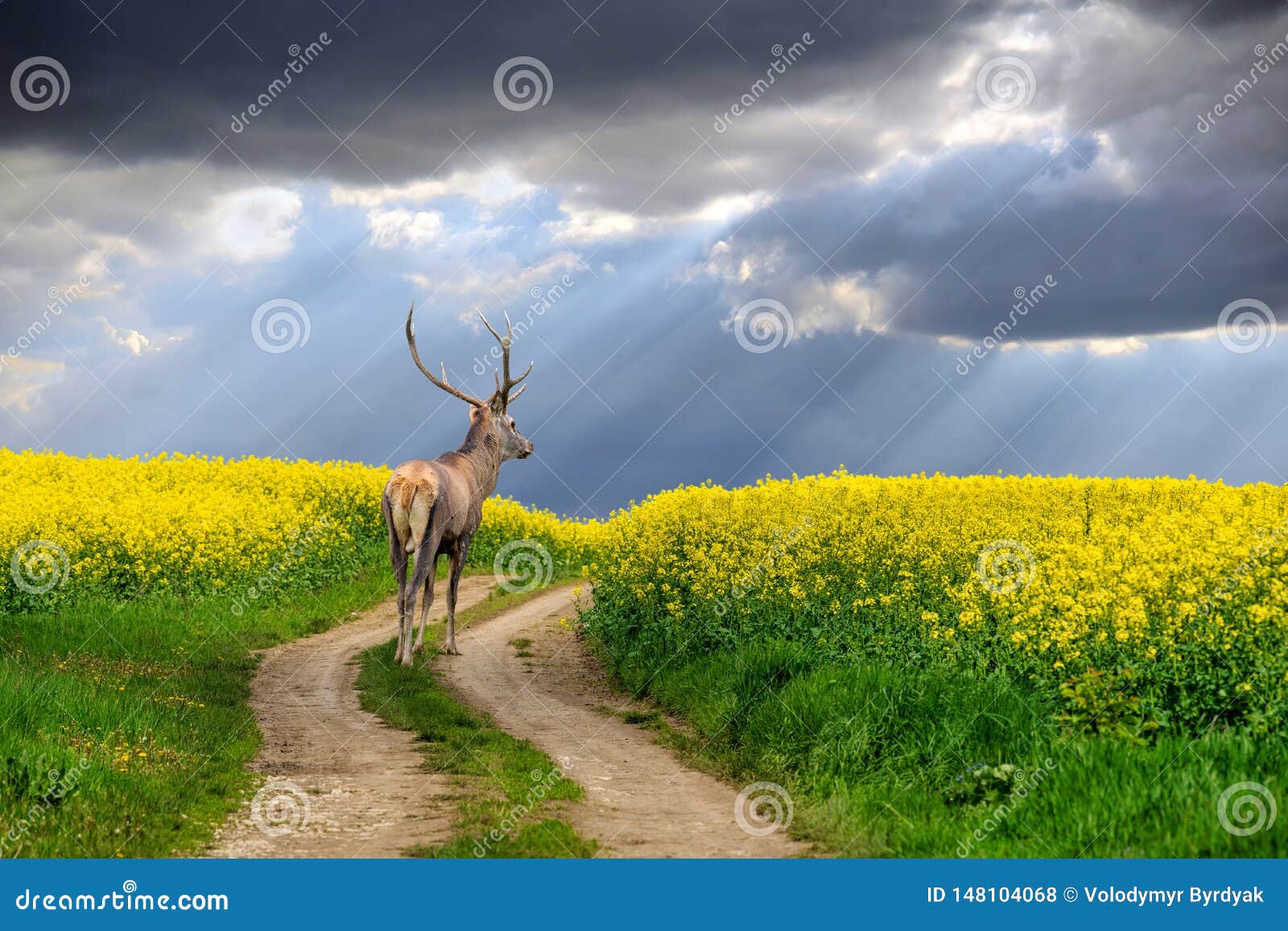 Deer Standing on the Road in Summer Field Stock Photo - Image of horn ...