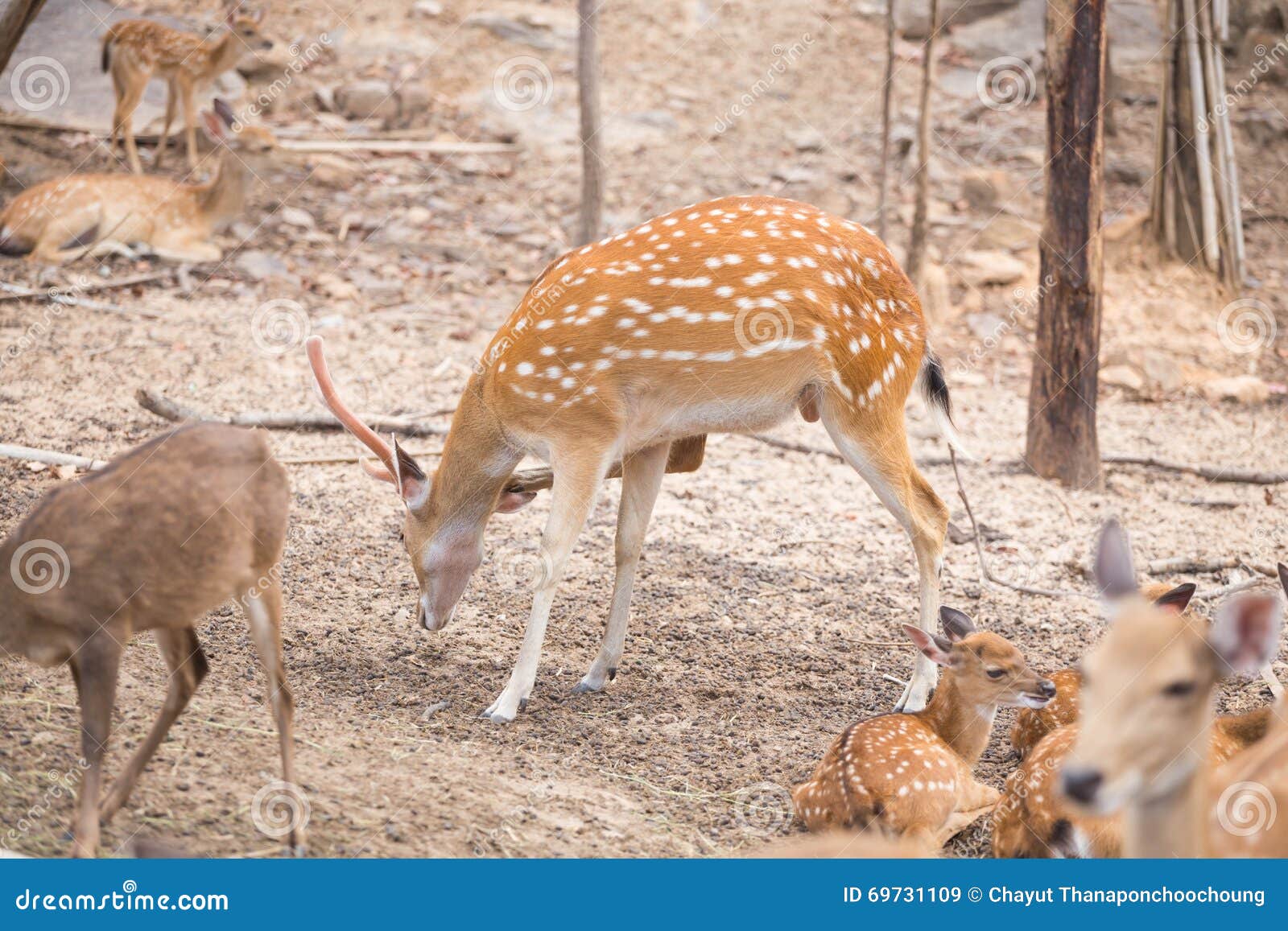 Deer standing stock image. Image of stand, outdoors, tranquil - 69731109