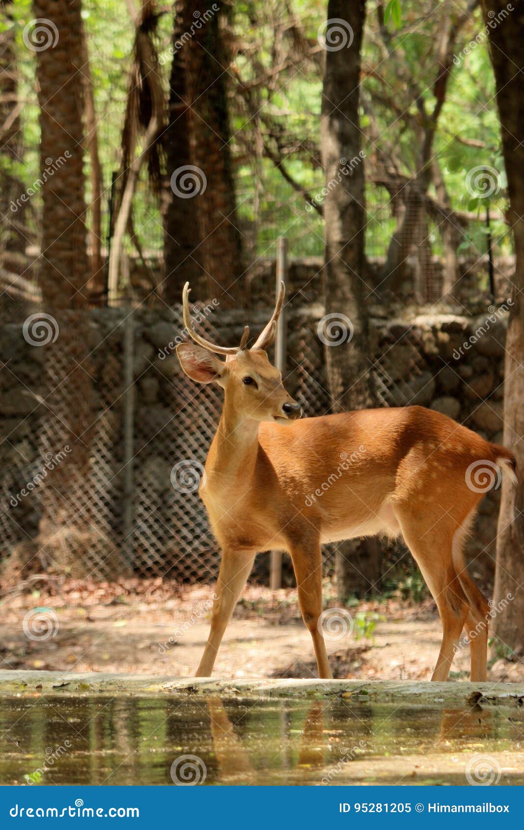 Deer standing still stock image. Image of mammal, deer - 95281205