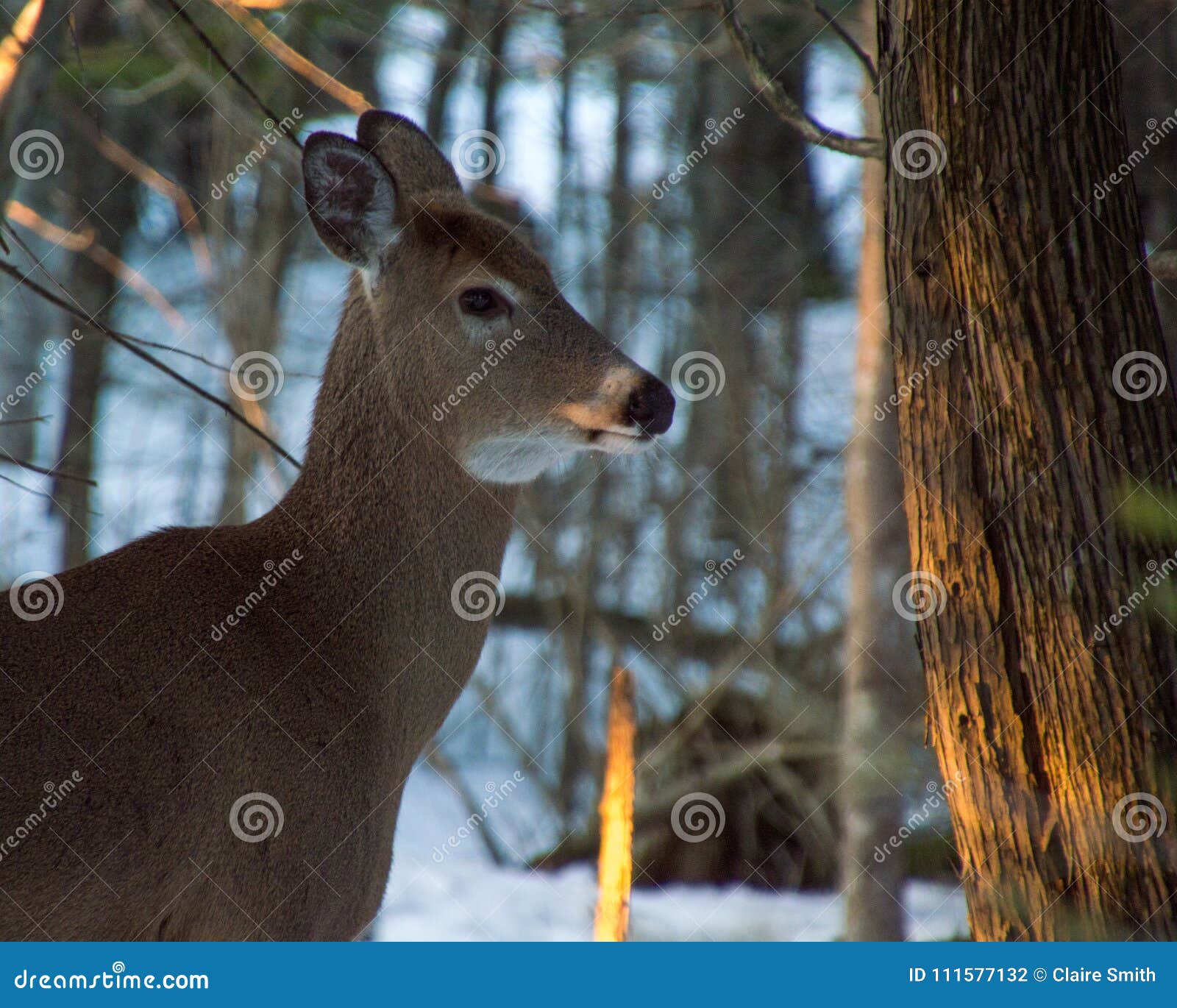 Deer Standing Under Trees in Winter with Snow on Its Muzzle Stock Photo ...
