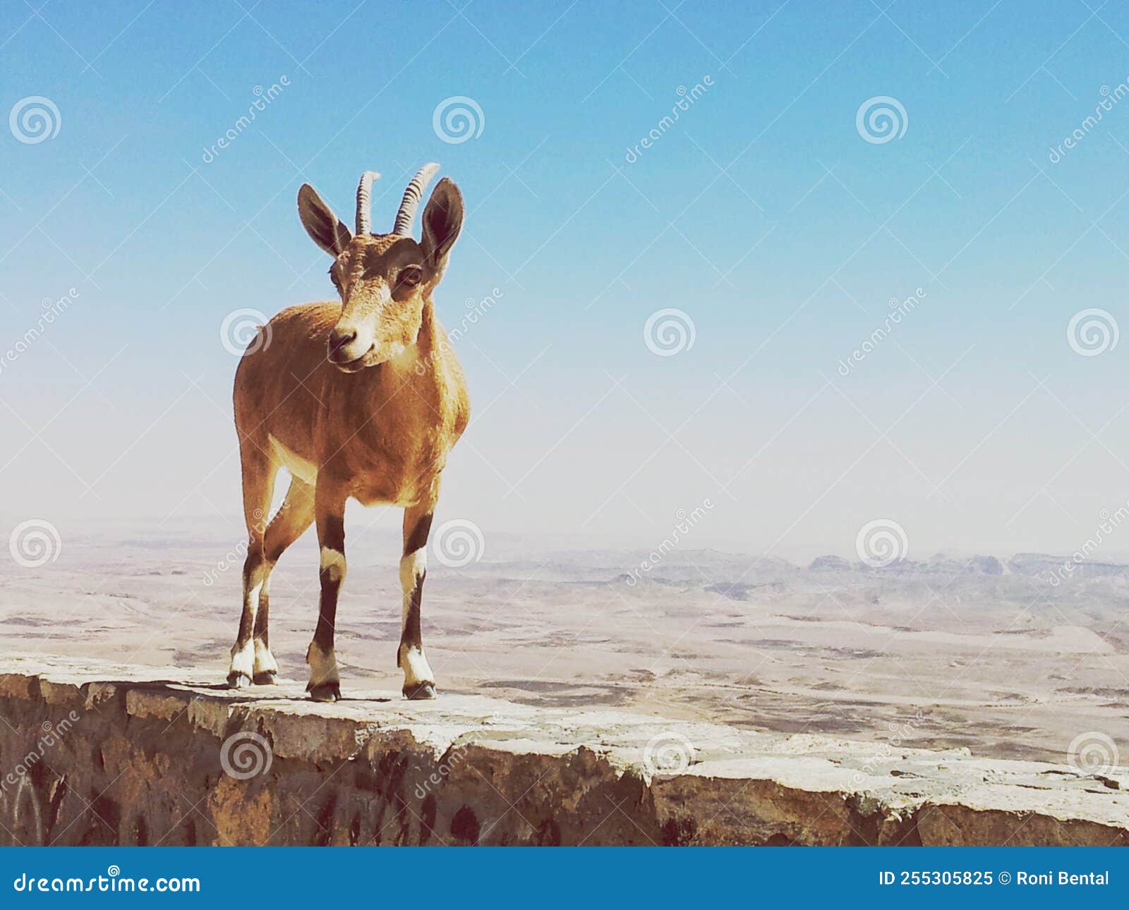 A Deer Standing on a Wall with Desert Landscape Stock Image - Image of ...