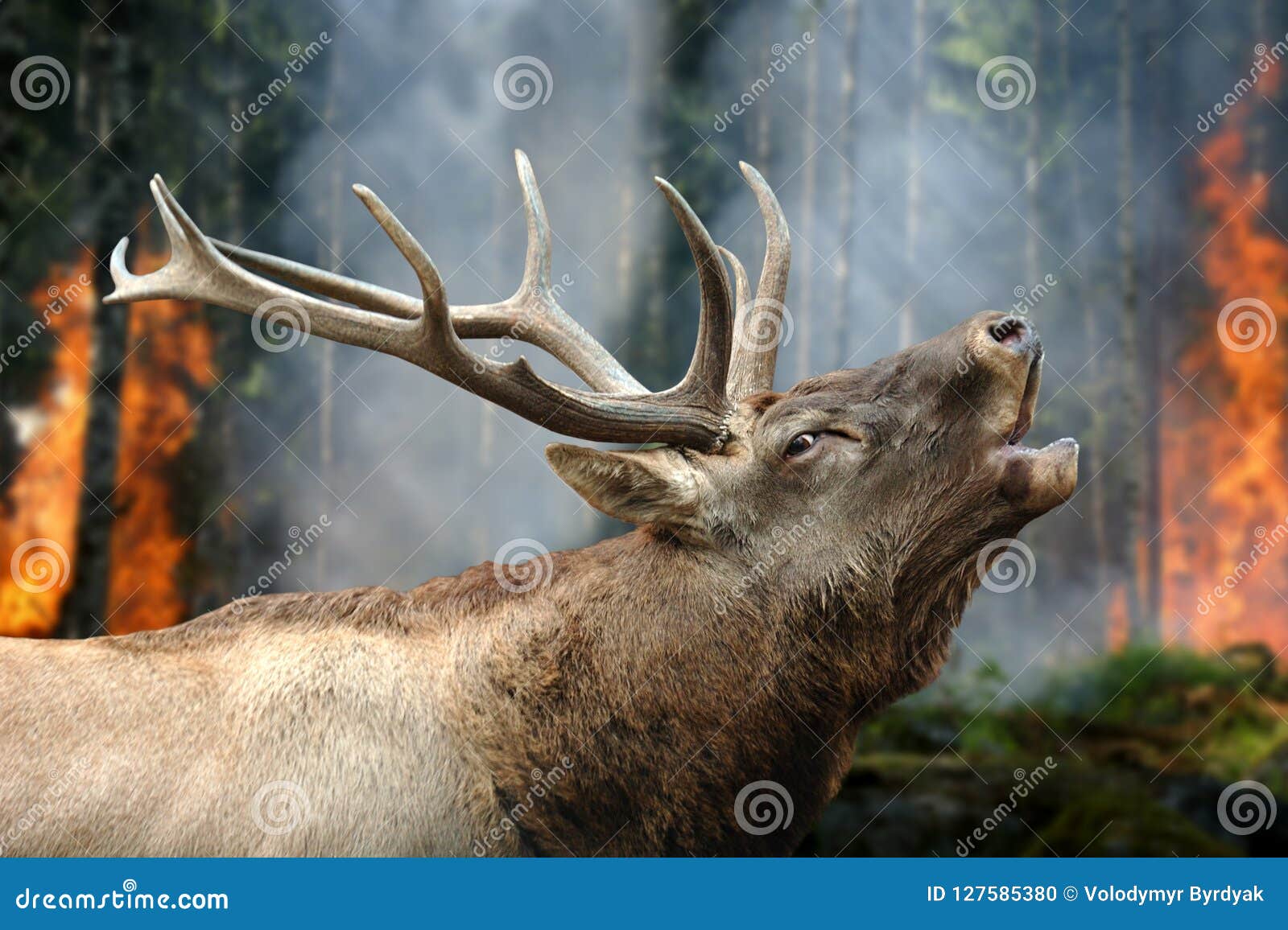 Deer in burning forest stock photo. Image of outdoor - 127585380