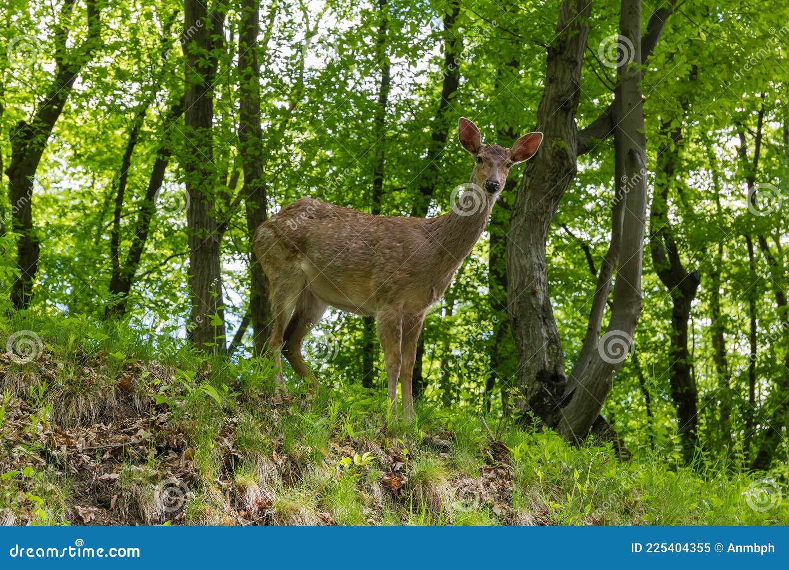 Deer Stands on the Hillside in Spring Forest Stock Image - Image of ...