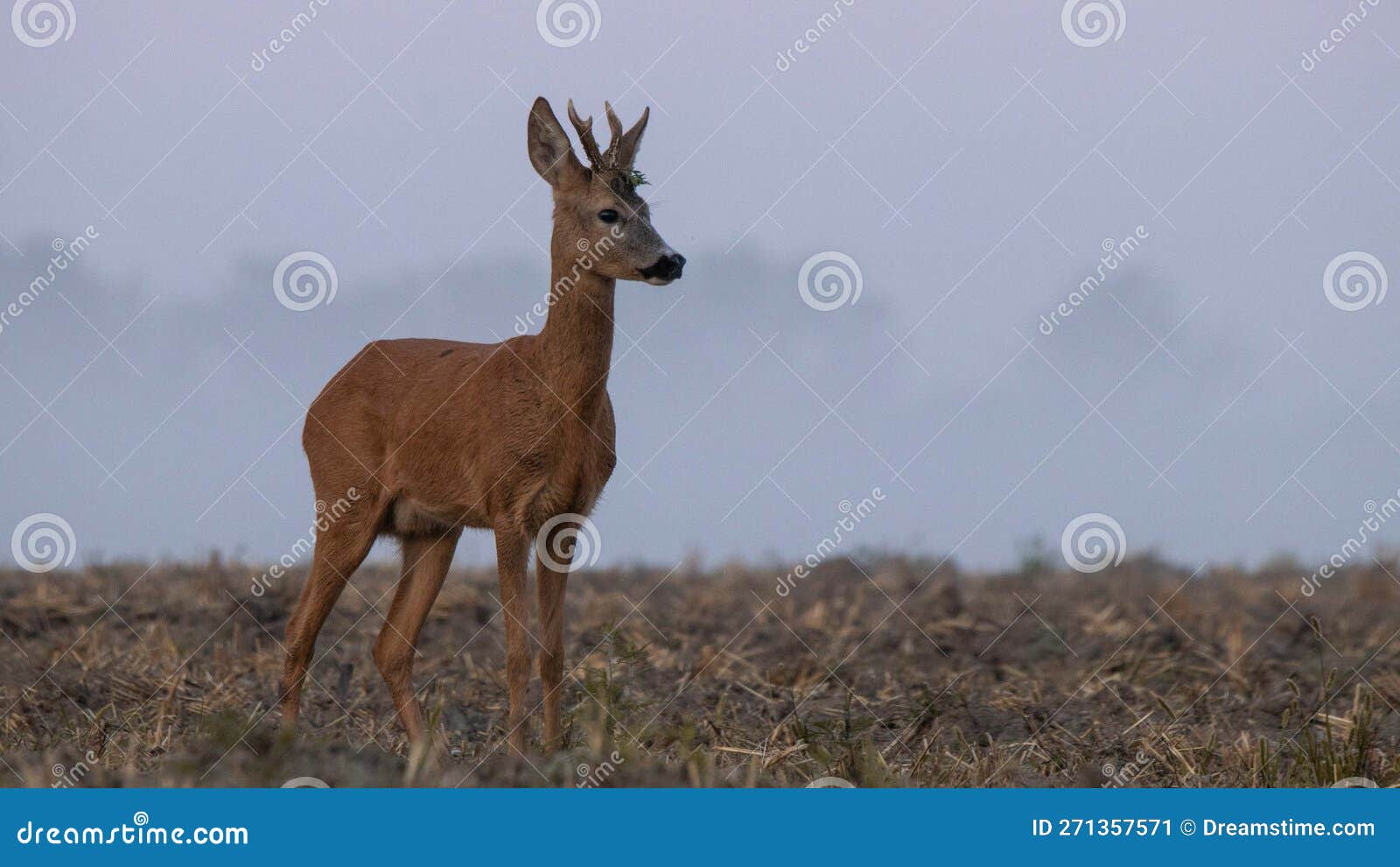 Deer Stands in the Middle of an Arid Grassland on a Gloomy Day Stock ...