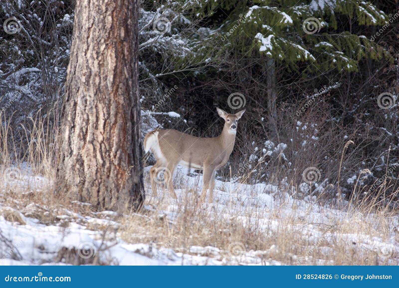 Deer stands near tree. stock photo. Image of mammal, rural - 28524826