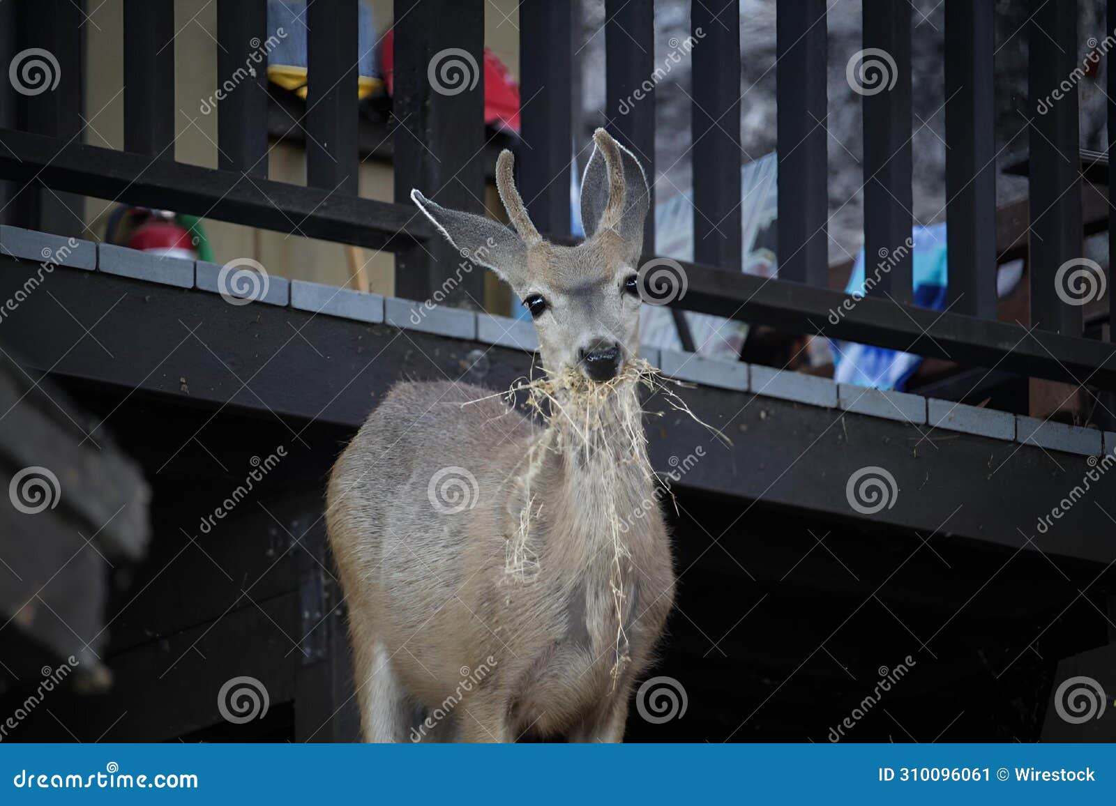 A Deer Stands on the Roof of a House with Hay Stock Image - Image of ...