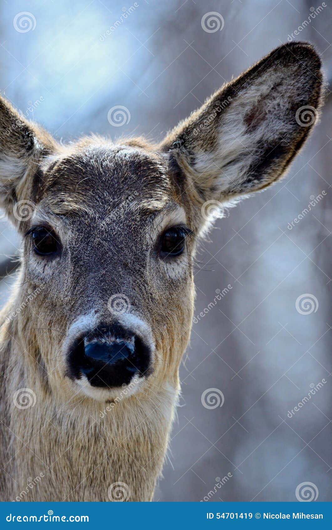 Deer Staring Back at the Camera Stock Image - Image of details, eyes ...