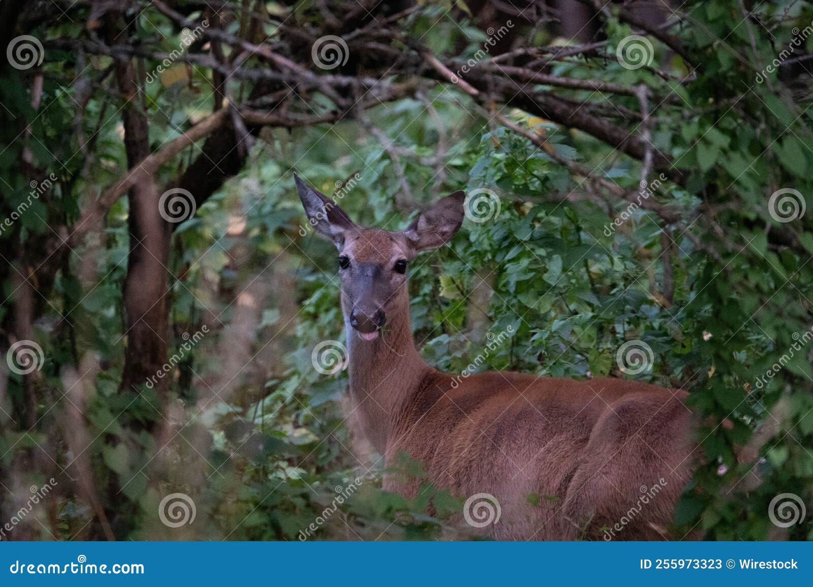 Deer Staring at the Camera while Eating Grass with Green Trees ...