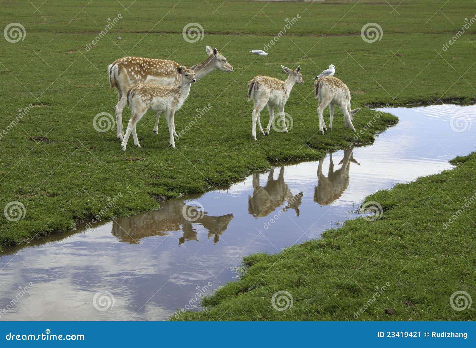 Deer by the Stream stock image. Image of reflection, seagull - 23419421