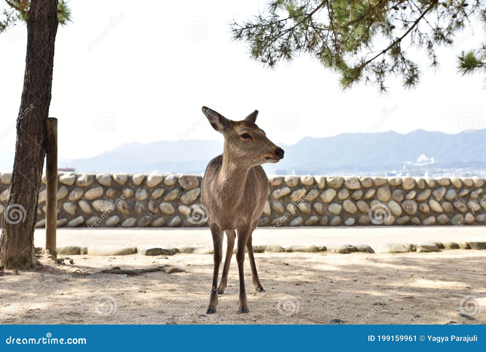 Deer on the street stock image. Image of bright, horns - 199159961