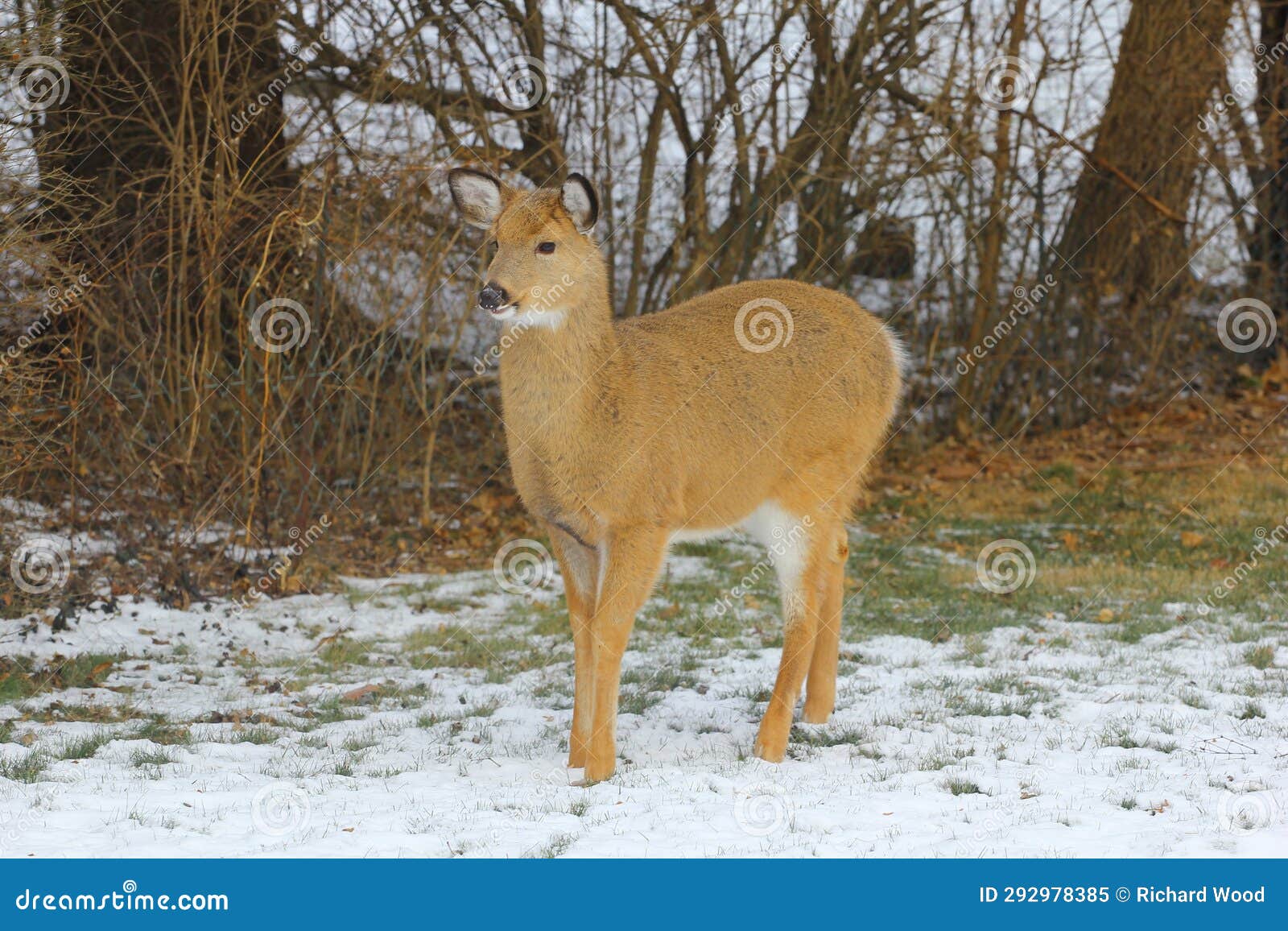 Deer in a Suburban Environment Stock Image - Image of wildlife, animal ...