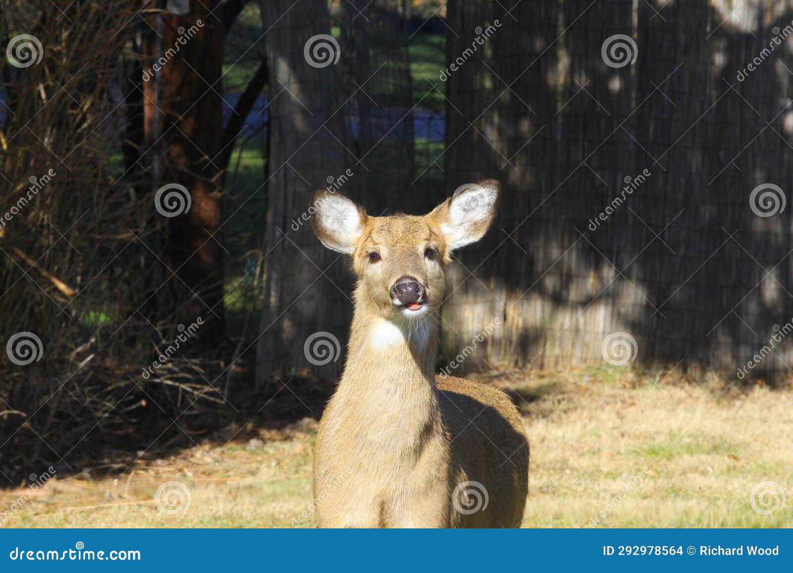 Deer in a Suburban Environment Stock Photo - Image of animal, nature ...