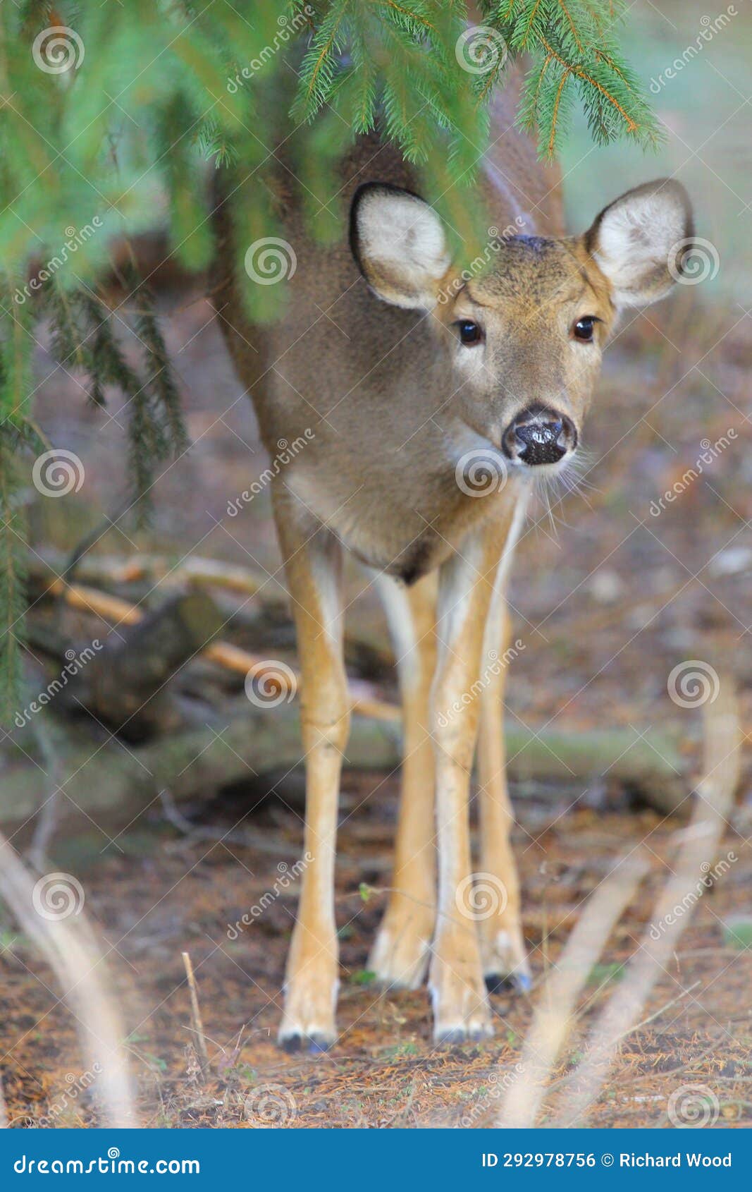 Deer in a Suburban Environment Stock Photo - Image of deer, environment ...
