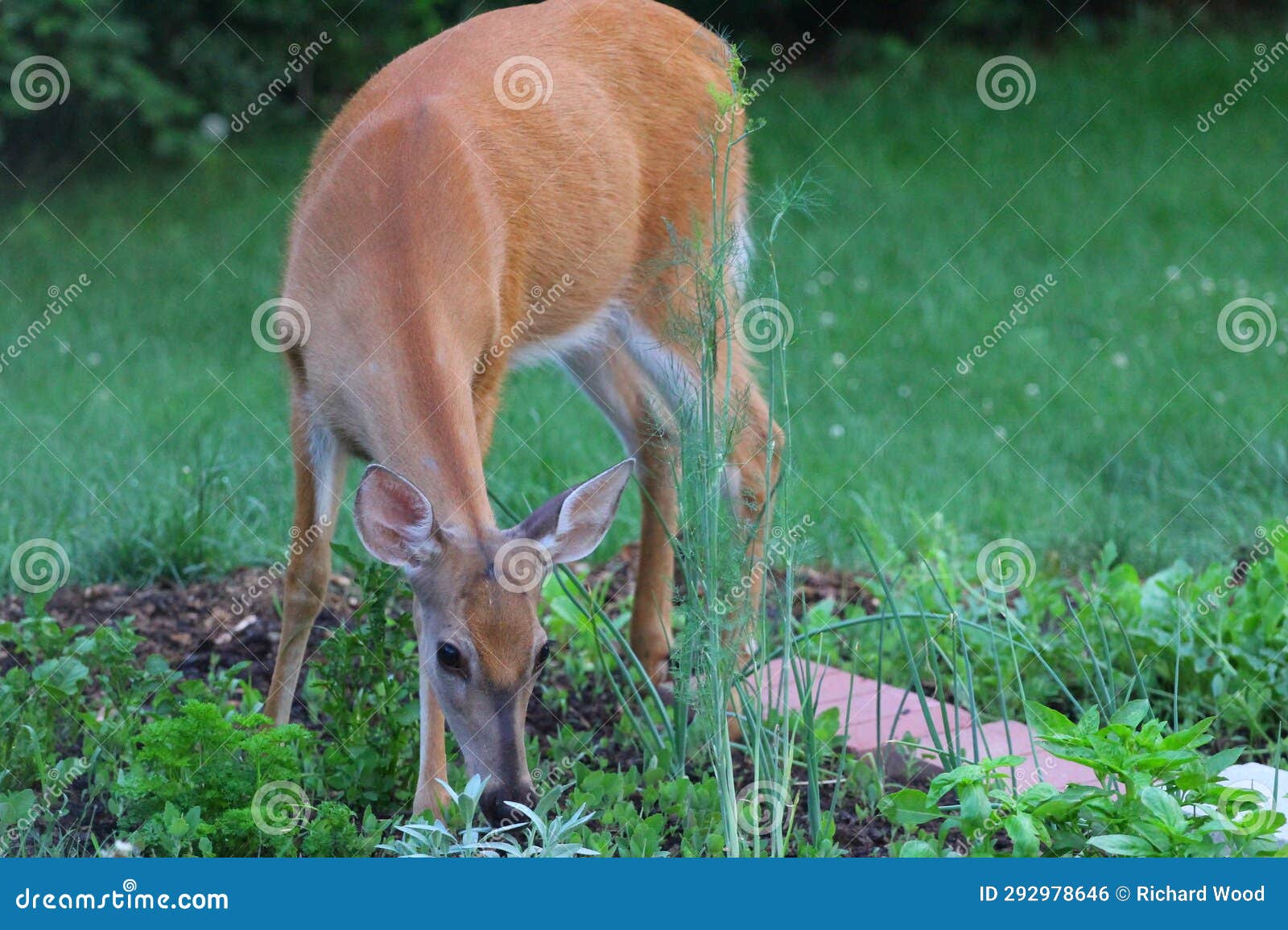 Deer in a Suburban Environment Stock Photo - Image of animal, wildlife ...