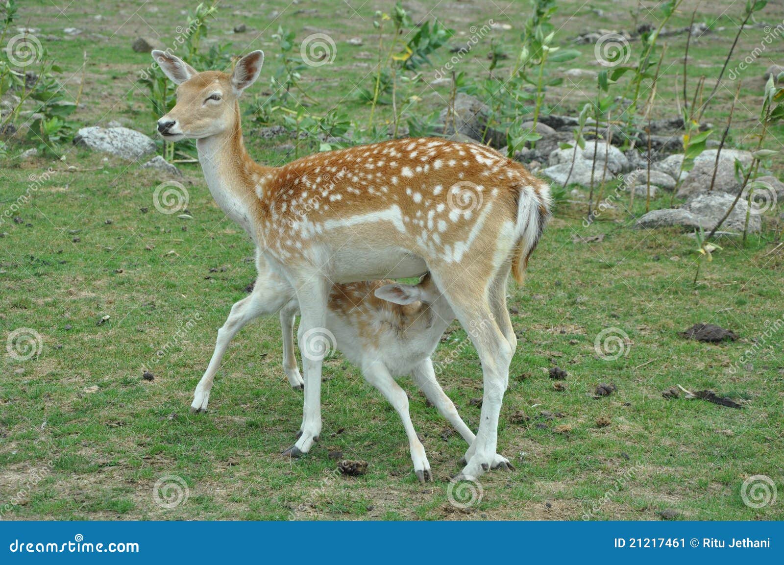 Deer Sucking Milk stock image. Image of head, field, environment - 21217461