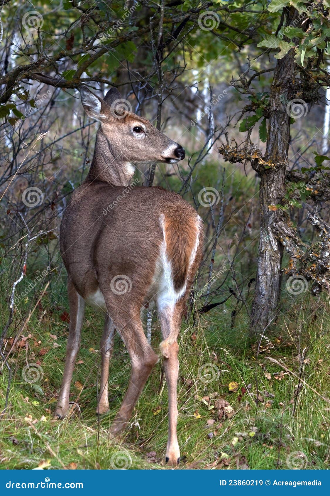 Deer in summer stock image. Image of woods, wildlife - 23860219