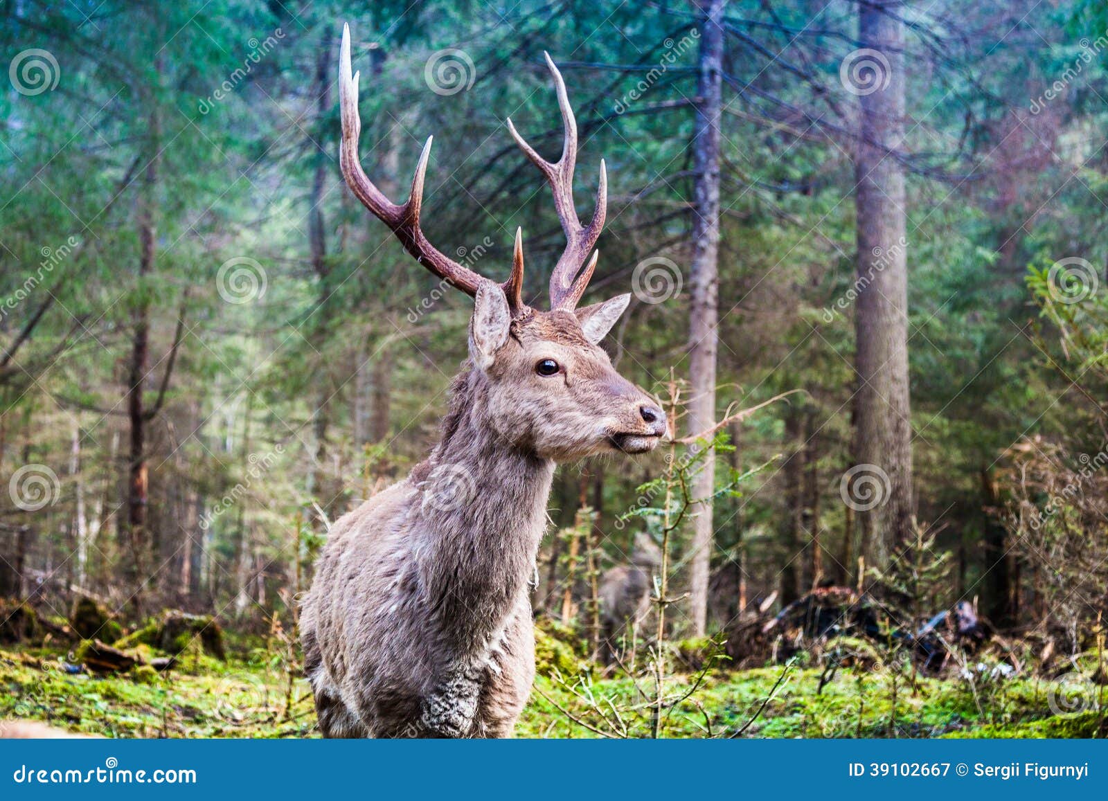 Deer in summer forest stock image. Image of animal, nature - 39102667