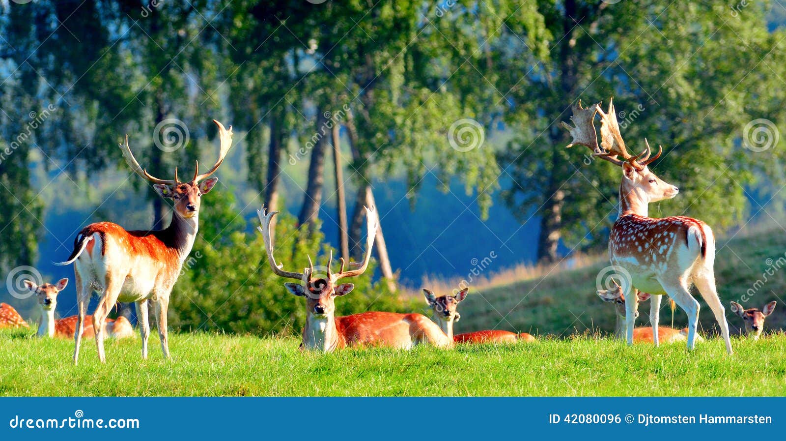Deer in summer stock photo. Image of velvet, wildlife - 42080096