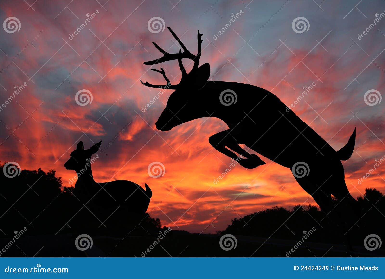 Deer Sunset - Whitetail Doe and Leaping Buck Stock Image - Image of ...