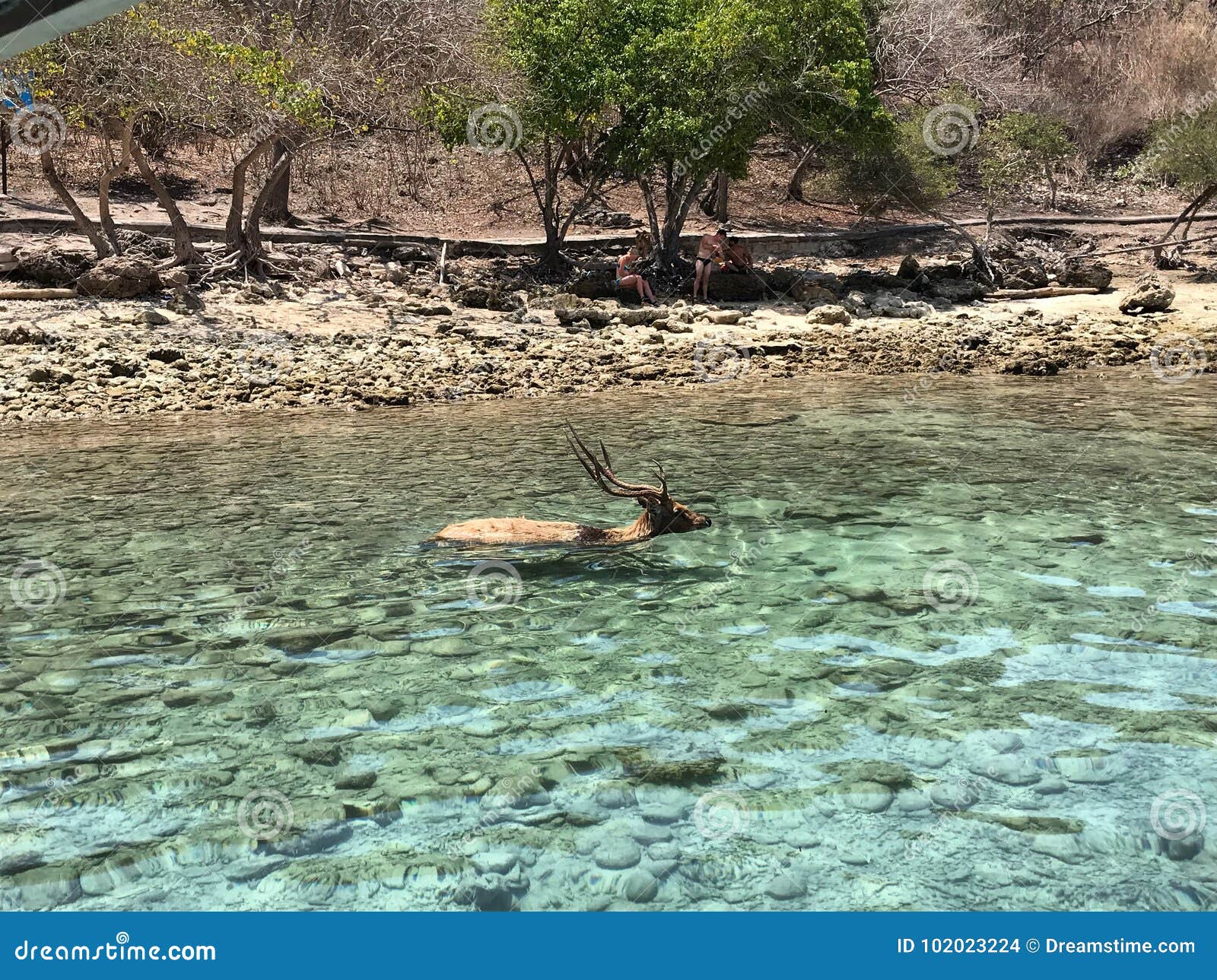 Deer swimming in ocean stock photo. Image of ocean, pemuteran - 102023224