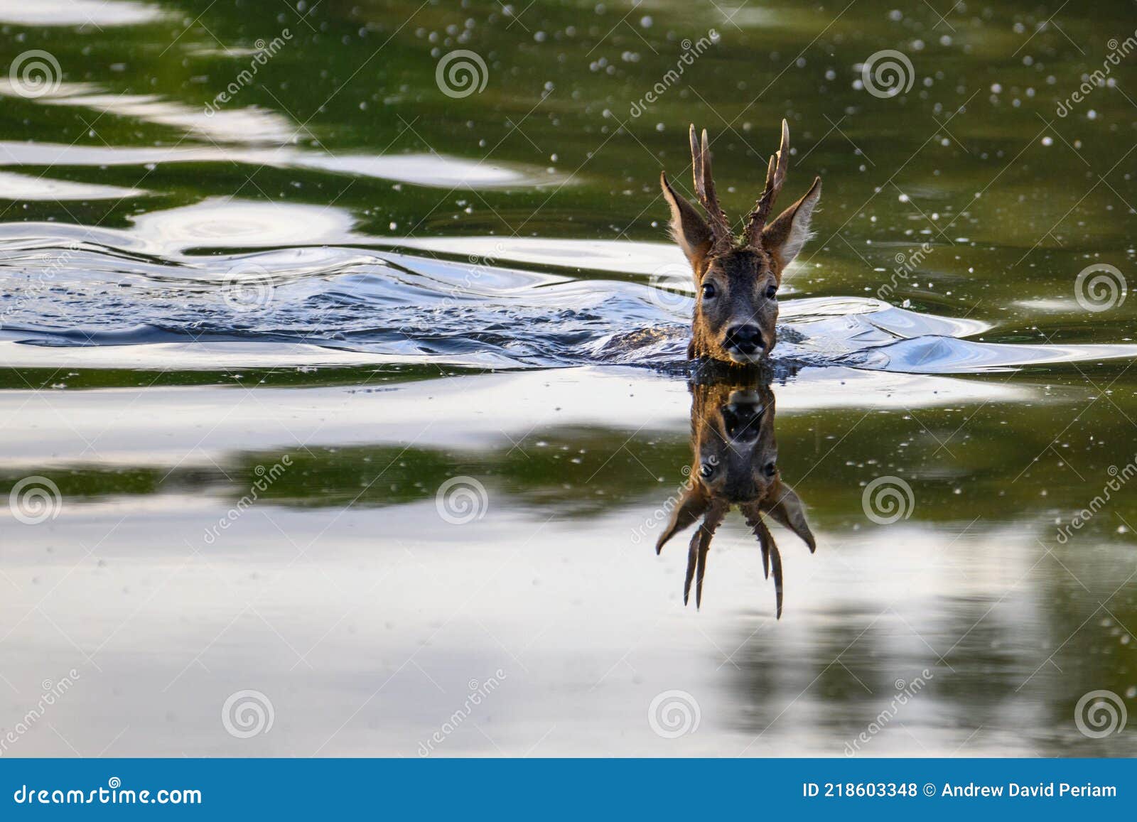 Deer swimming in the river stock photo. Image of natural - 218603348