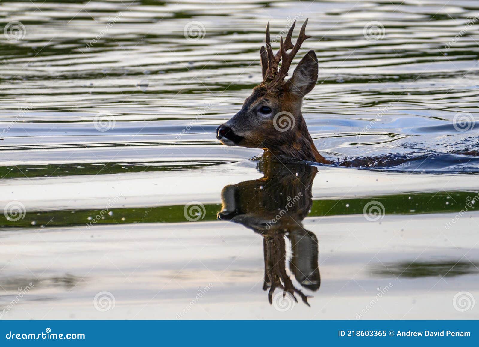 Deer swimming in the river stock image. Image of deer - 218603365