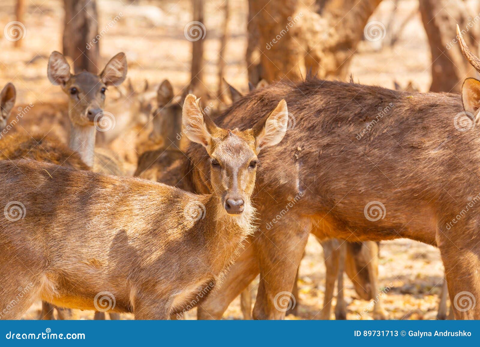 Deer in Thailand stock image. Image of neck, looking - 89731713
