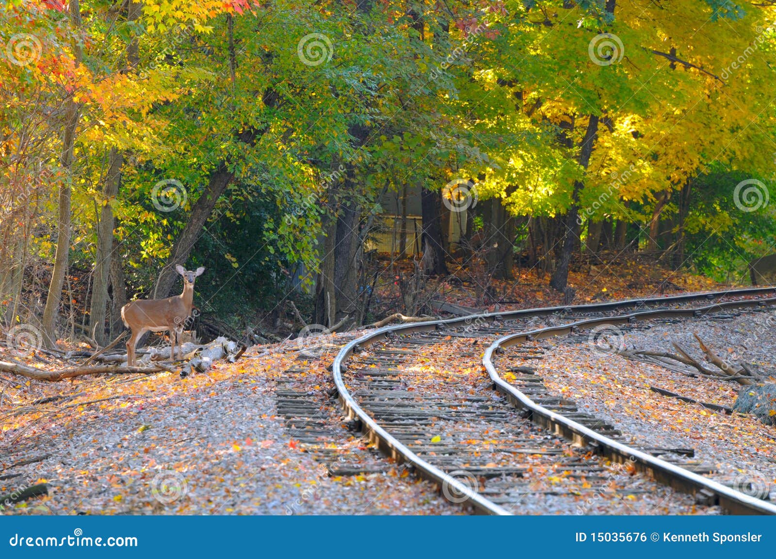 Deer on track stock photo. Image of foliage, horizontal - 15035676