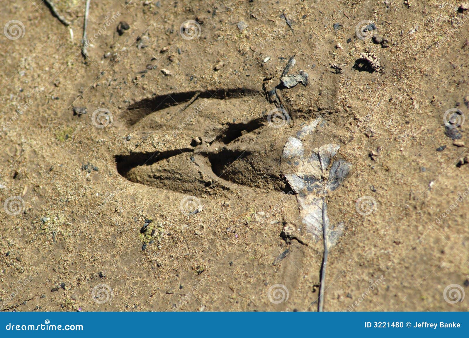 Deer track stock photo. Image of print, walking, track - 3221480
