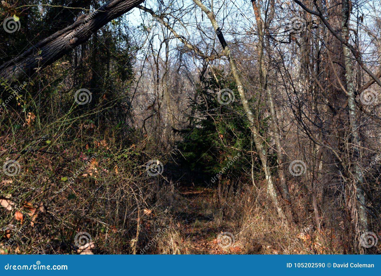 Deer trail in the forest stock photo. Image of fall - 105202590