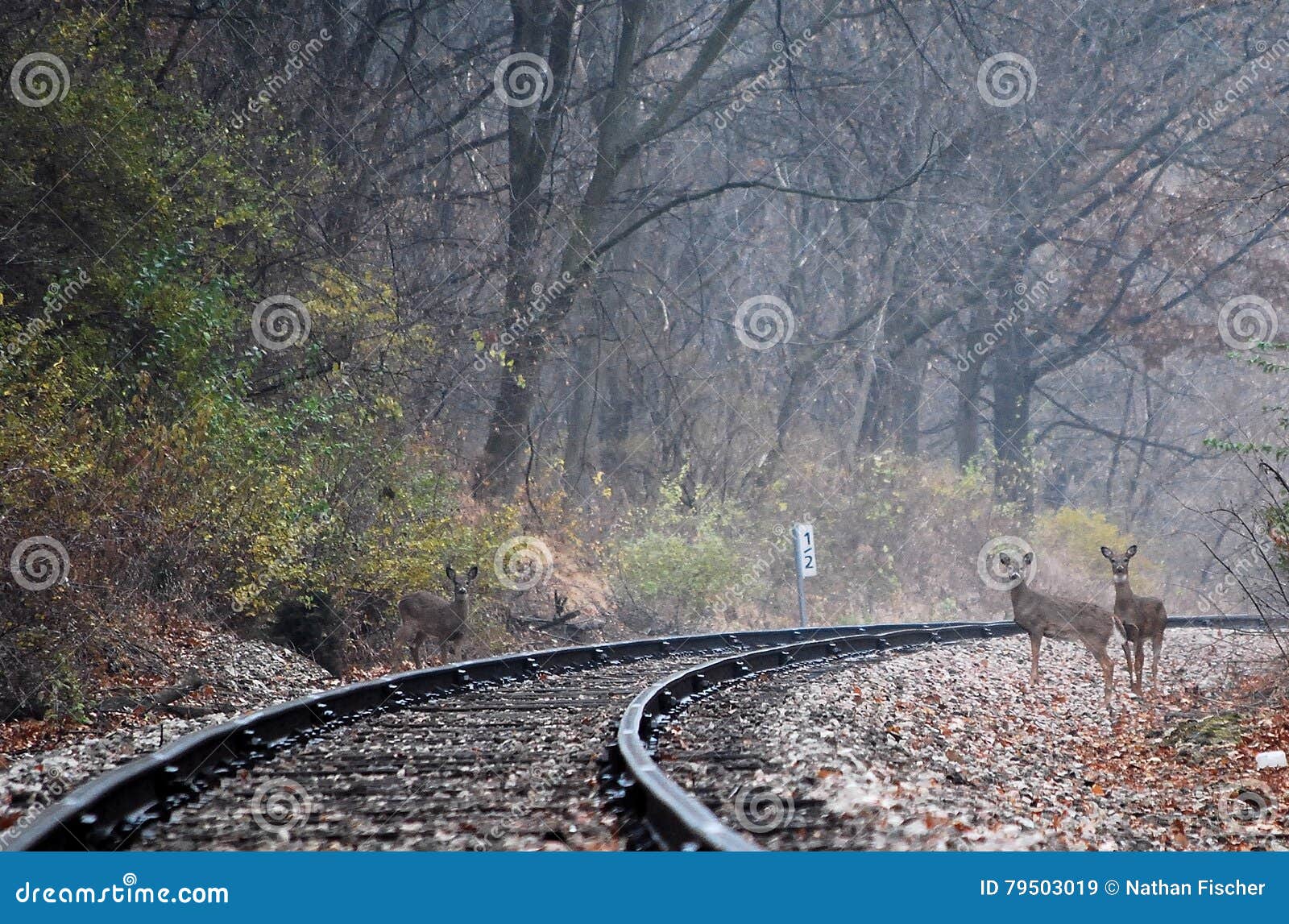 Deer on Train Tracks stock image. Image of landscape - 79503019