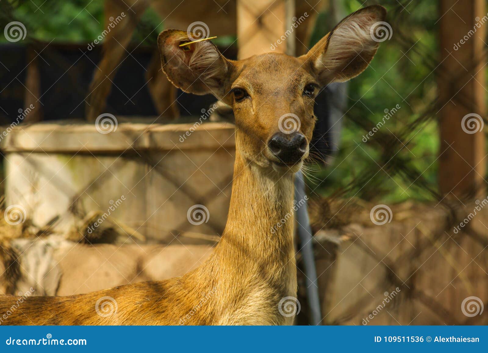 Deer is trapped in a cage. stock photo. Image of animal - 109511536