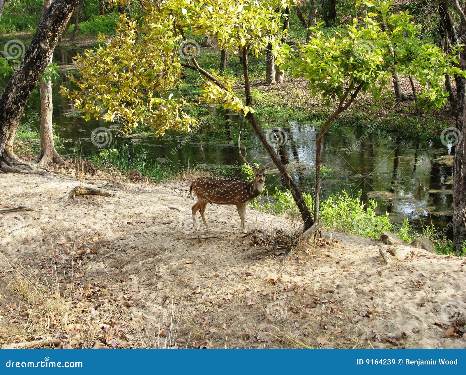 Deer and a Tree stock image. Image of tree, bamboo, india - 9164239