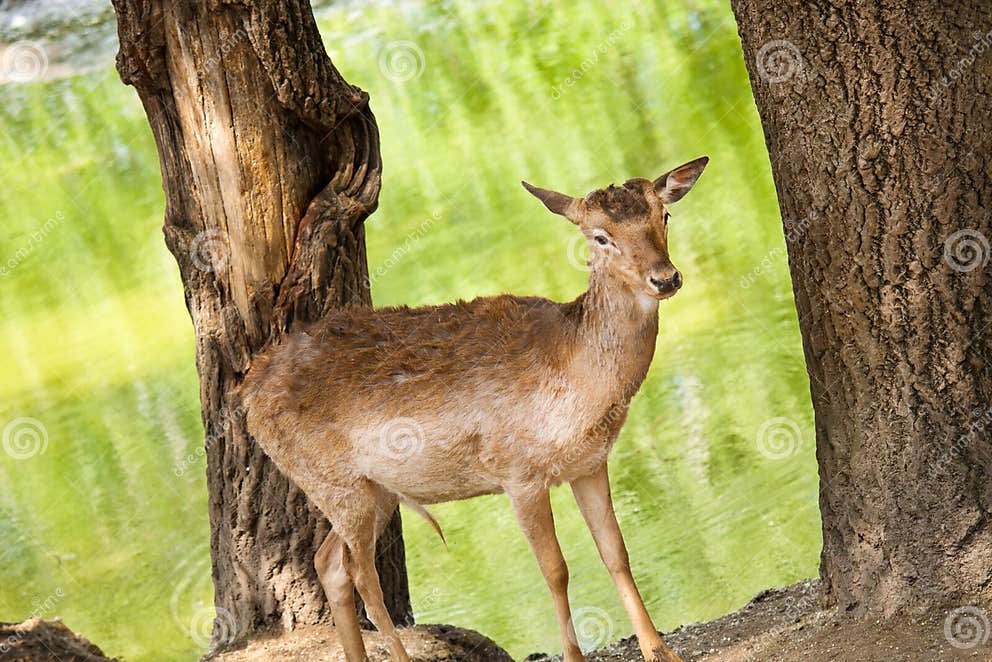 Deer between trees stock image. Image of deer, curios - 14490047