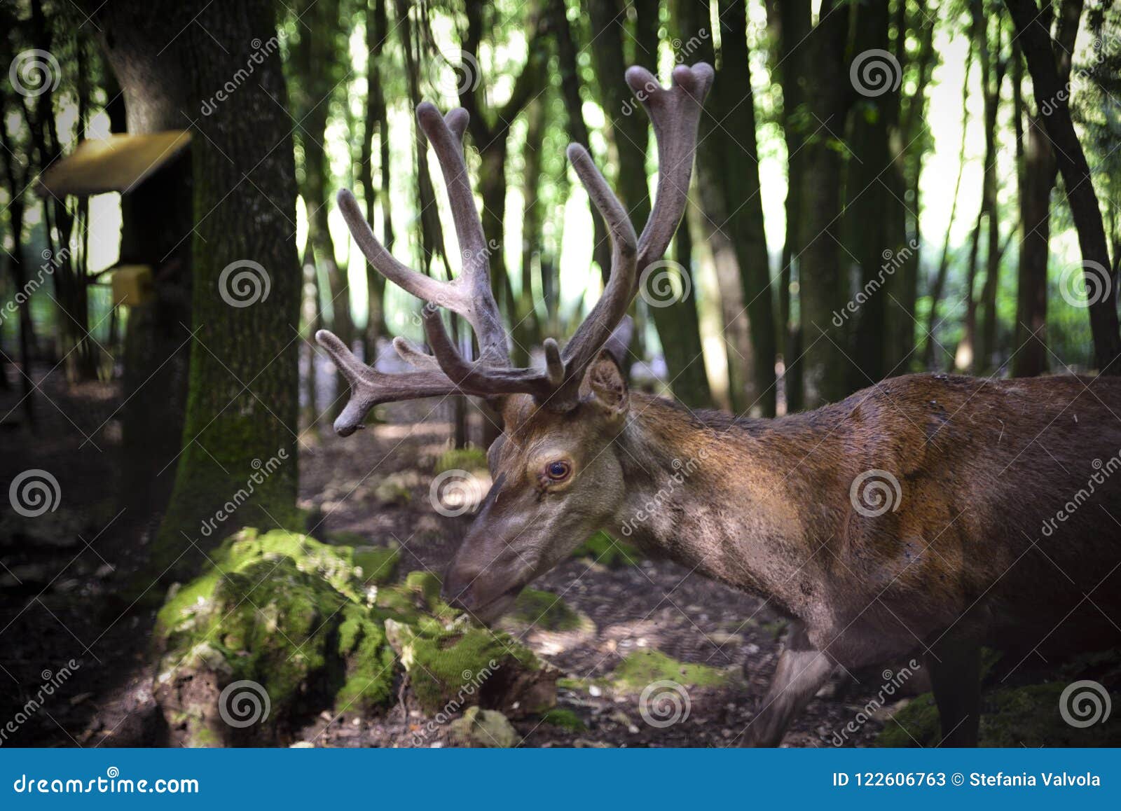 Deer among the Trees of the Forest Stock Image - Image of trees, horns ...