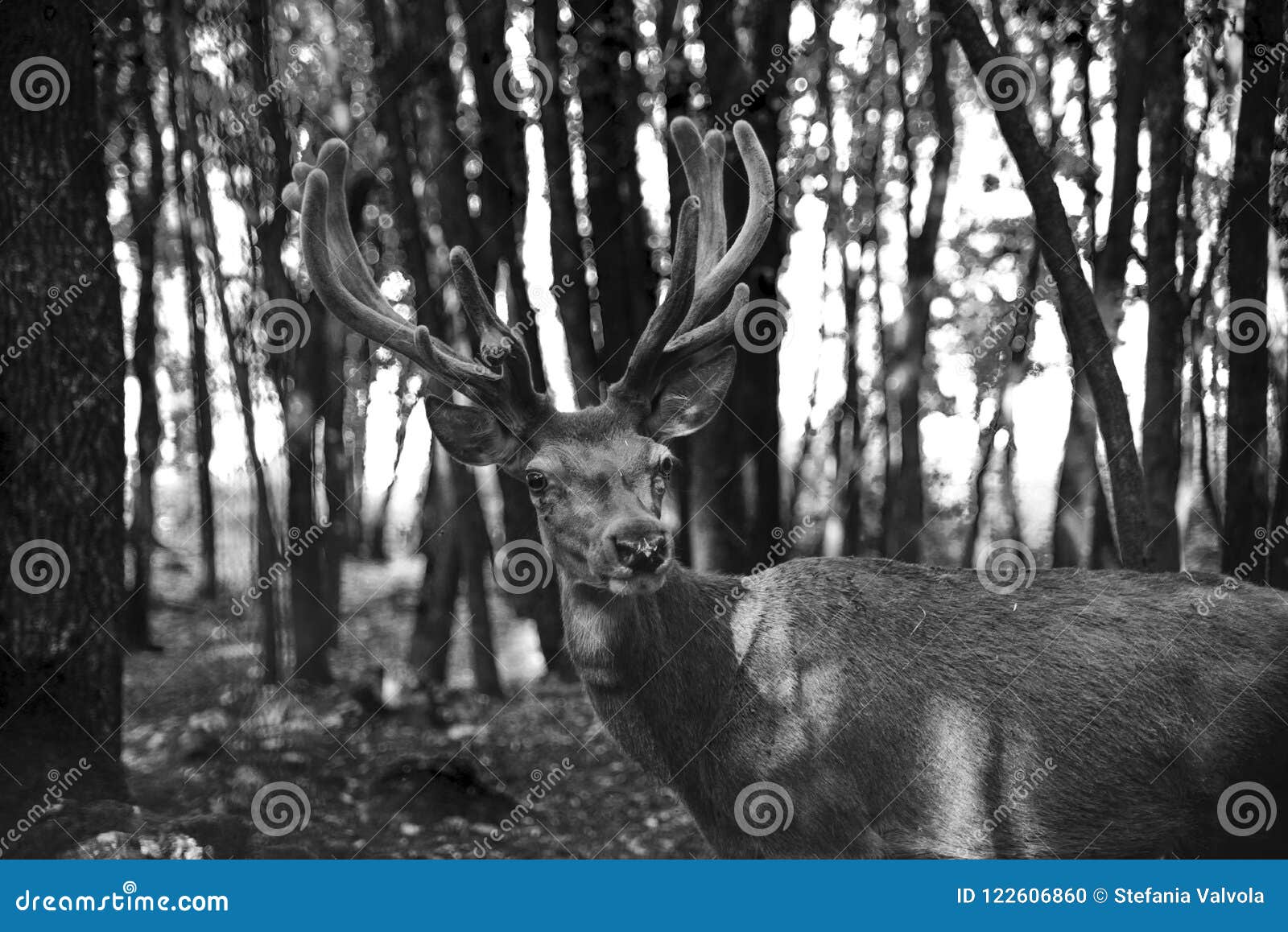 Deer among the Trees of the Forest Stock Photo - Image of horns, forest ...