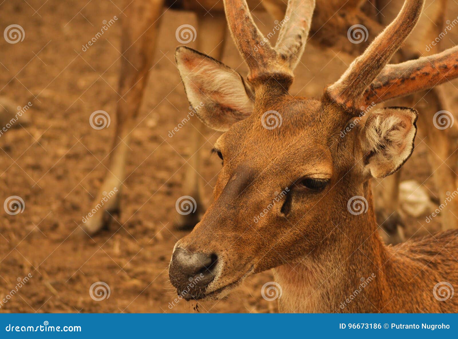 Deer with two small horn stock photo. Image of brown - 96673186