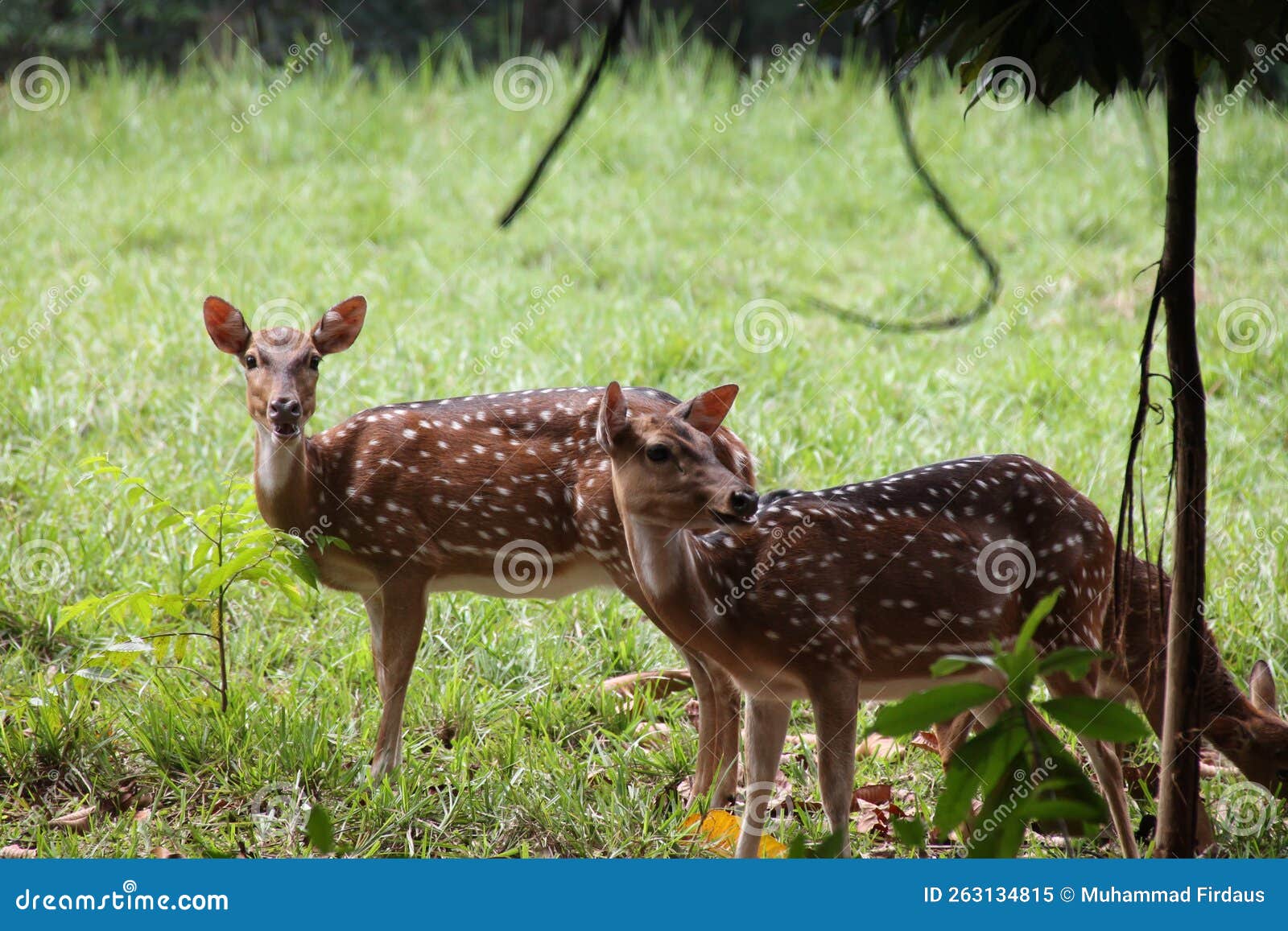 Deer stock image. Image of java, deer, west, bogor, university - 263134815