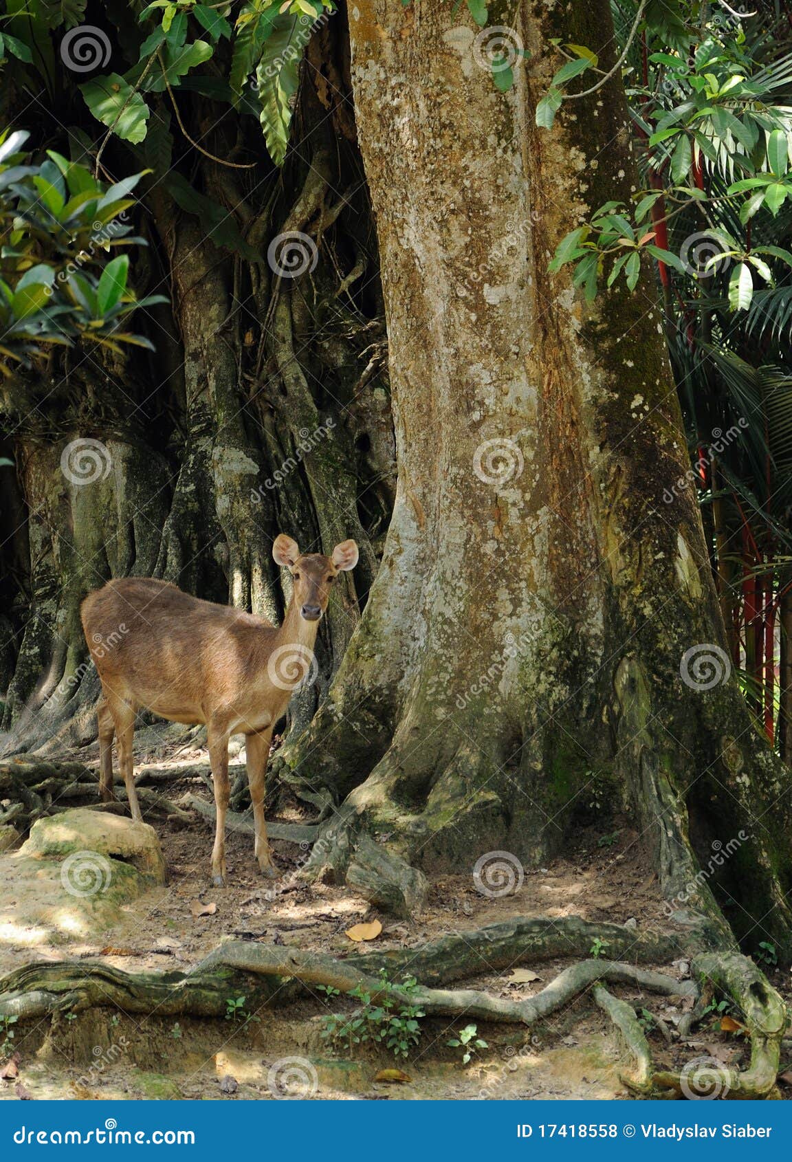 Deer under tree stock photo. Image of mammal, female - 17418558