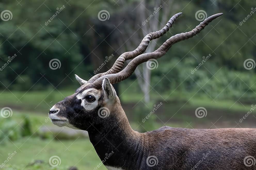 Deer with Unique Horn in a Forest Stock Image - Image of hoofed, male ...