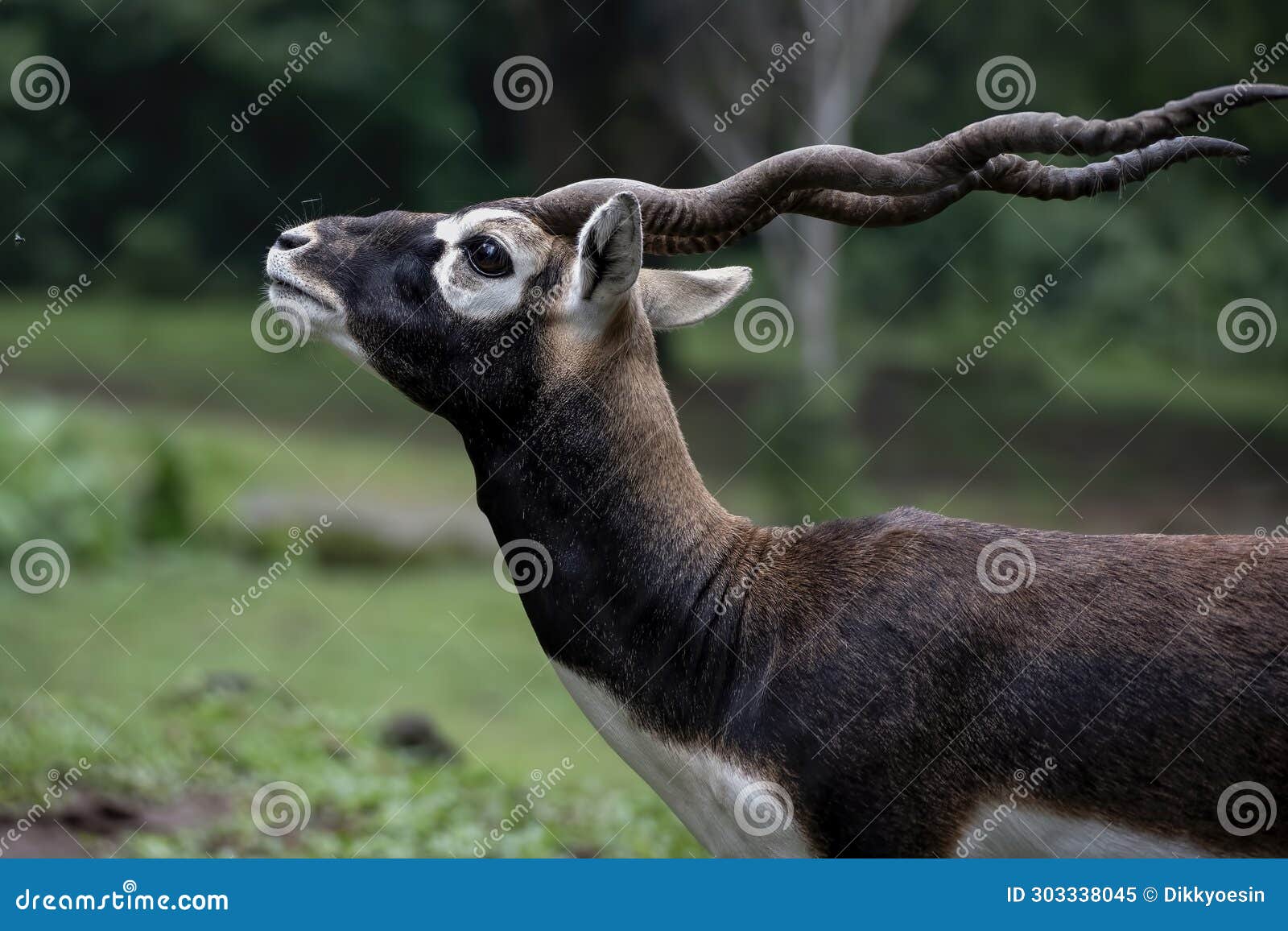 Deer with Unique Horn in a Forest Stock Image - Image of medicine ...