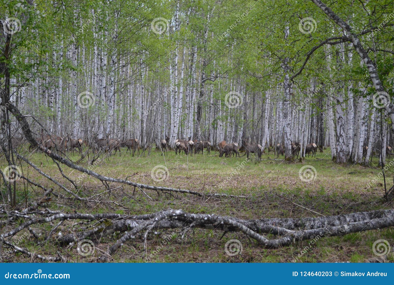 Deer, Ural Mountains, Hunting Farm of Unkurd Stock Image - Image of ...