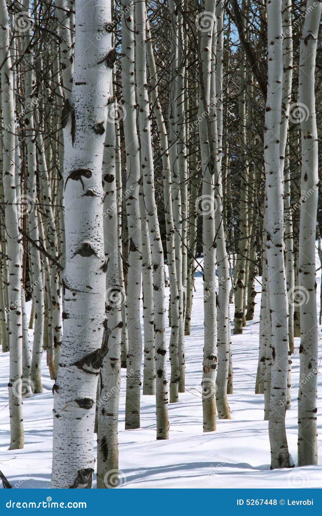 Deer Valley, Valea Cerbului, From Bucegi Mountains Royalty-Free Stock ...