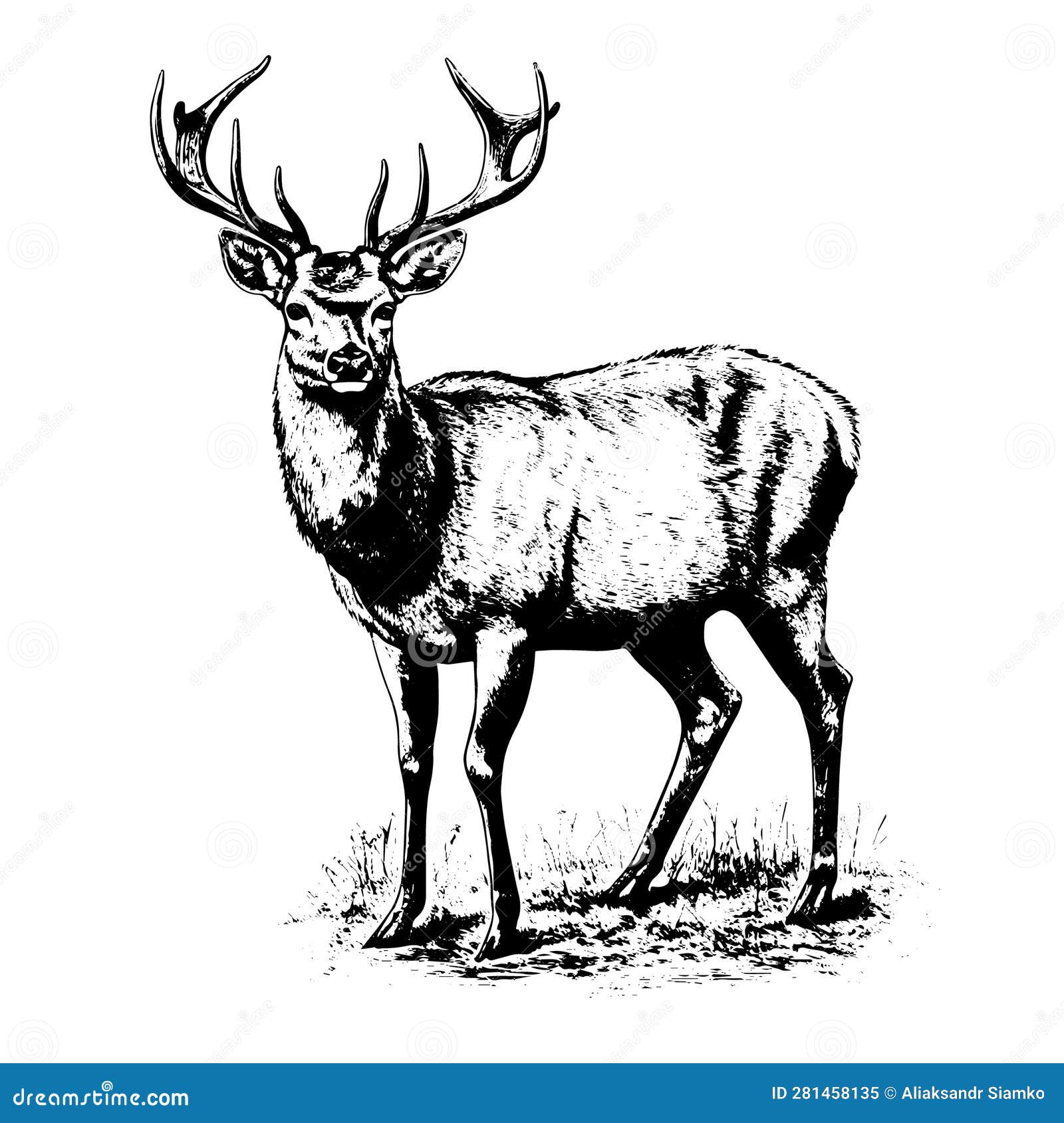 Deer Vector Drawing. Isolated Hand Drawn Object, Engraved Style ...