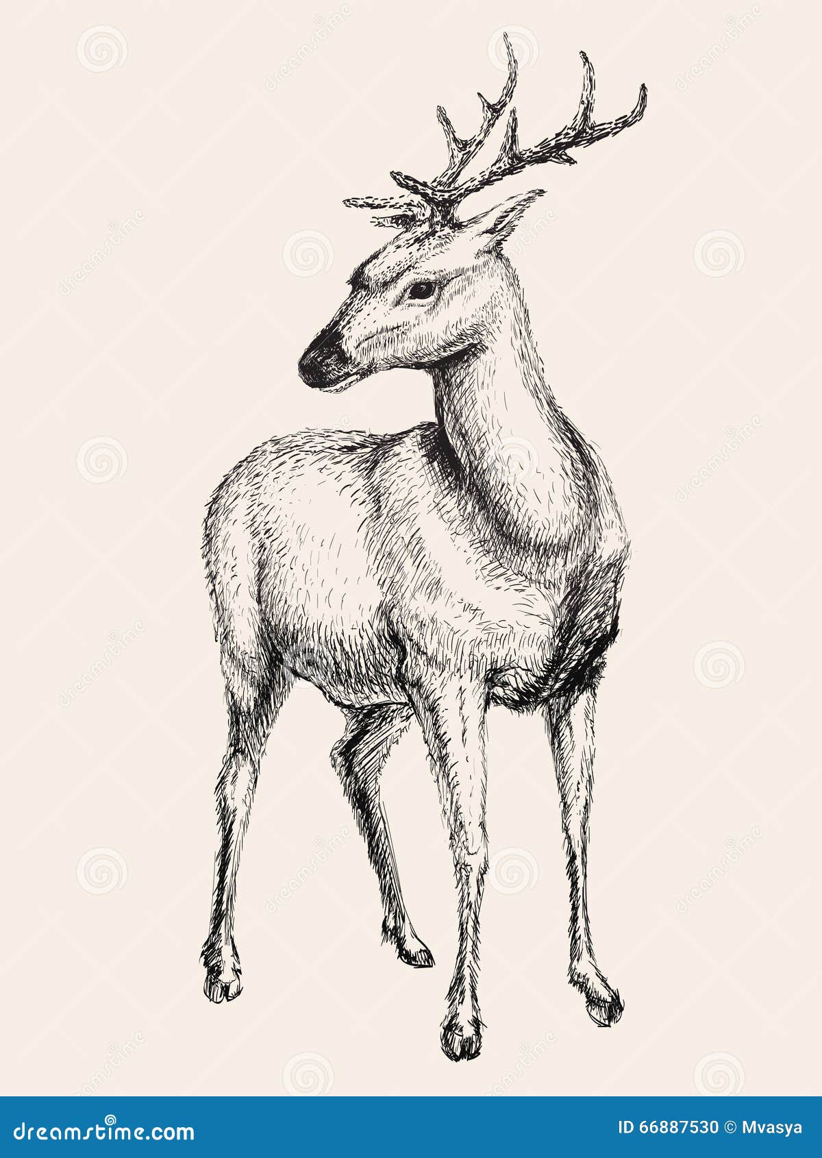 Deer Vector Illustration, Hand Drawn, Sketch Stock Vector ...