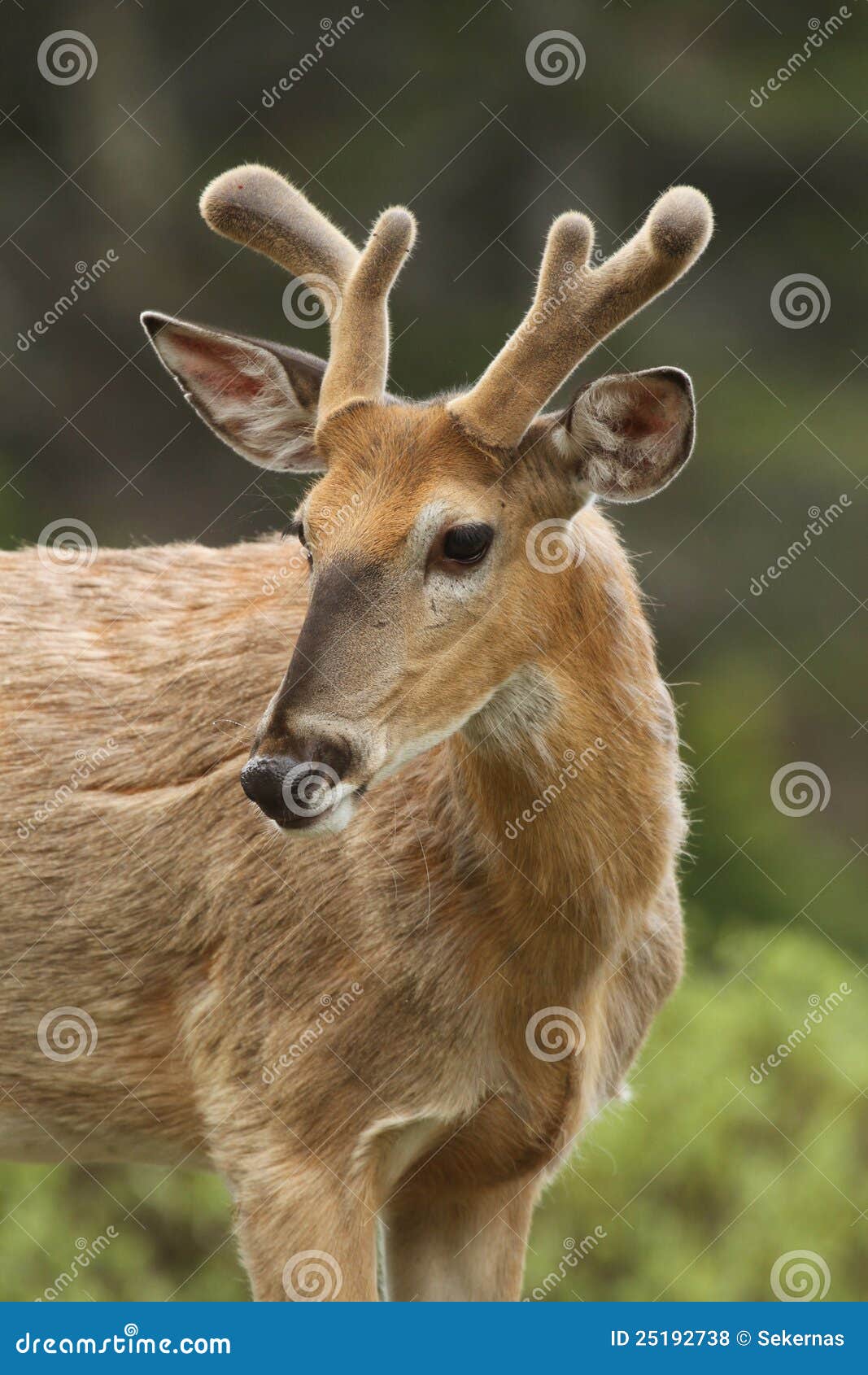 Deer in velvet stock photo. Image of animal, mammal, wildlife - 25192738