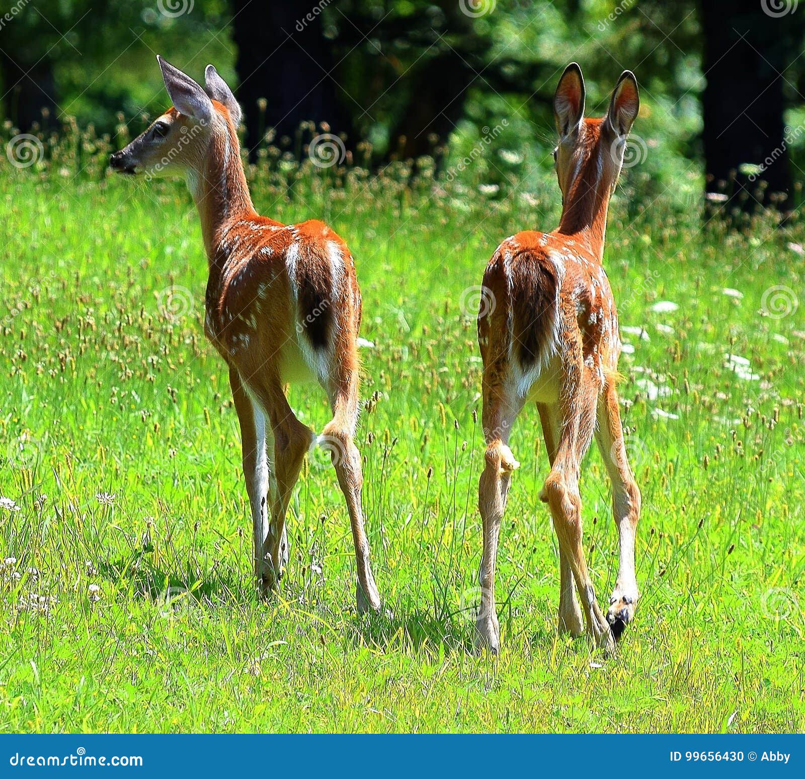 Deer stock photo. Image of close, walking, deer, wildlife - 99656430