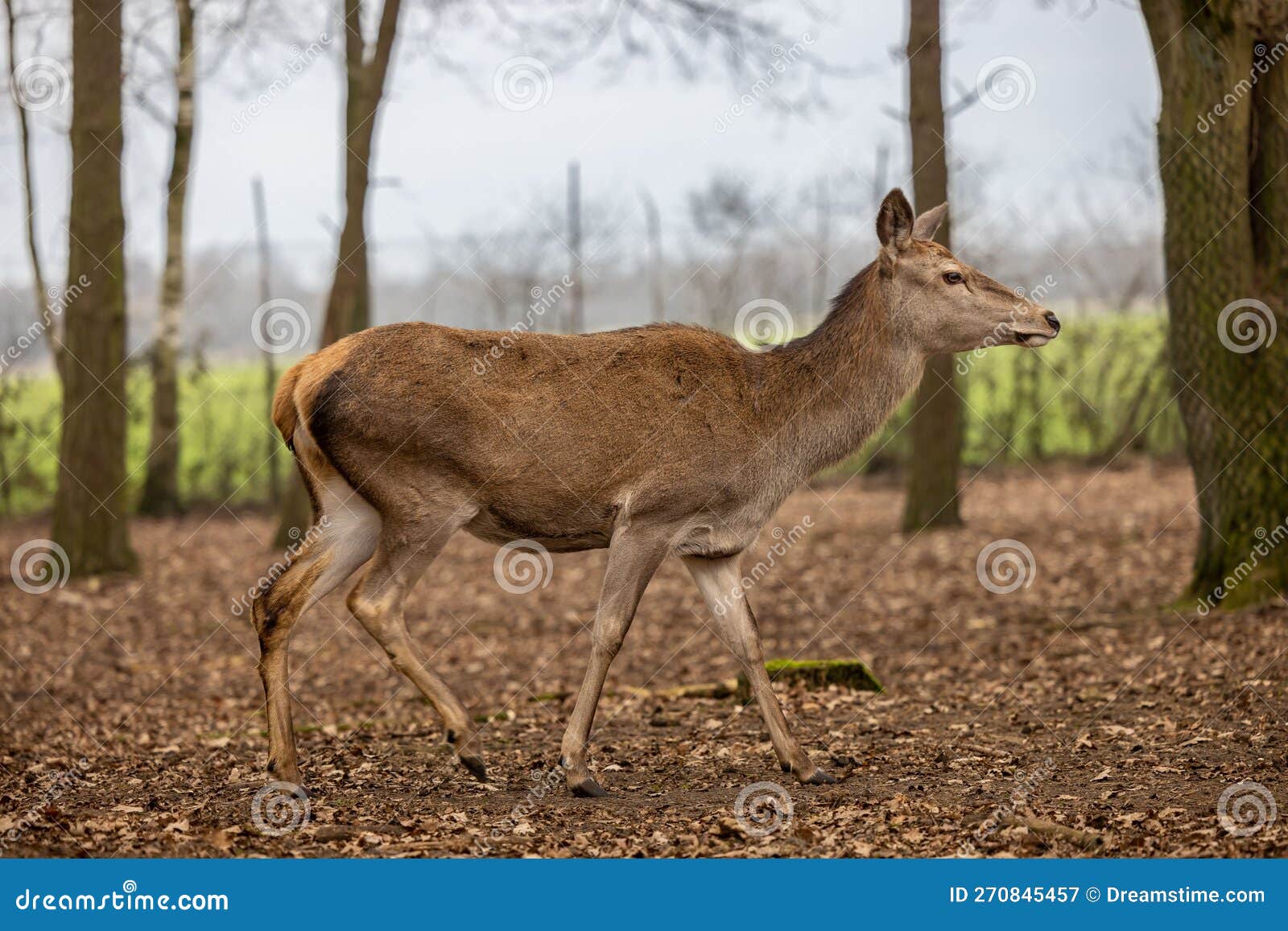 Deer Walking in the Forest Amongst Other Trees Stock Image - Image of ...